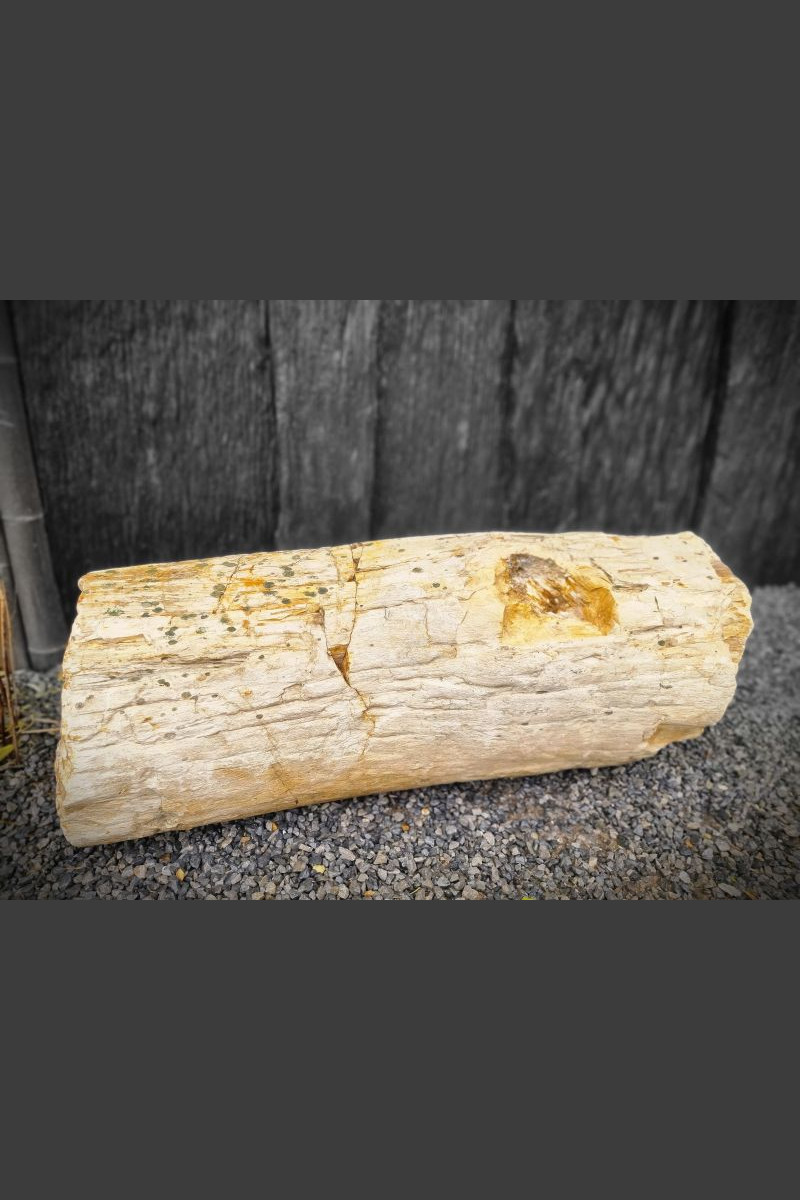 versteinertes Holz - Monolithique
