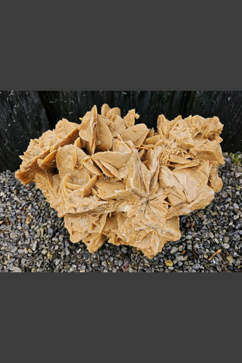 Monolith versteinertes Holz 80cm - Monolithique