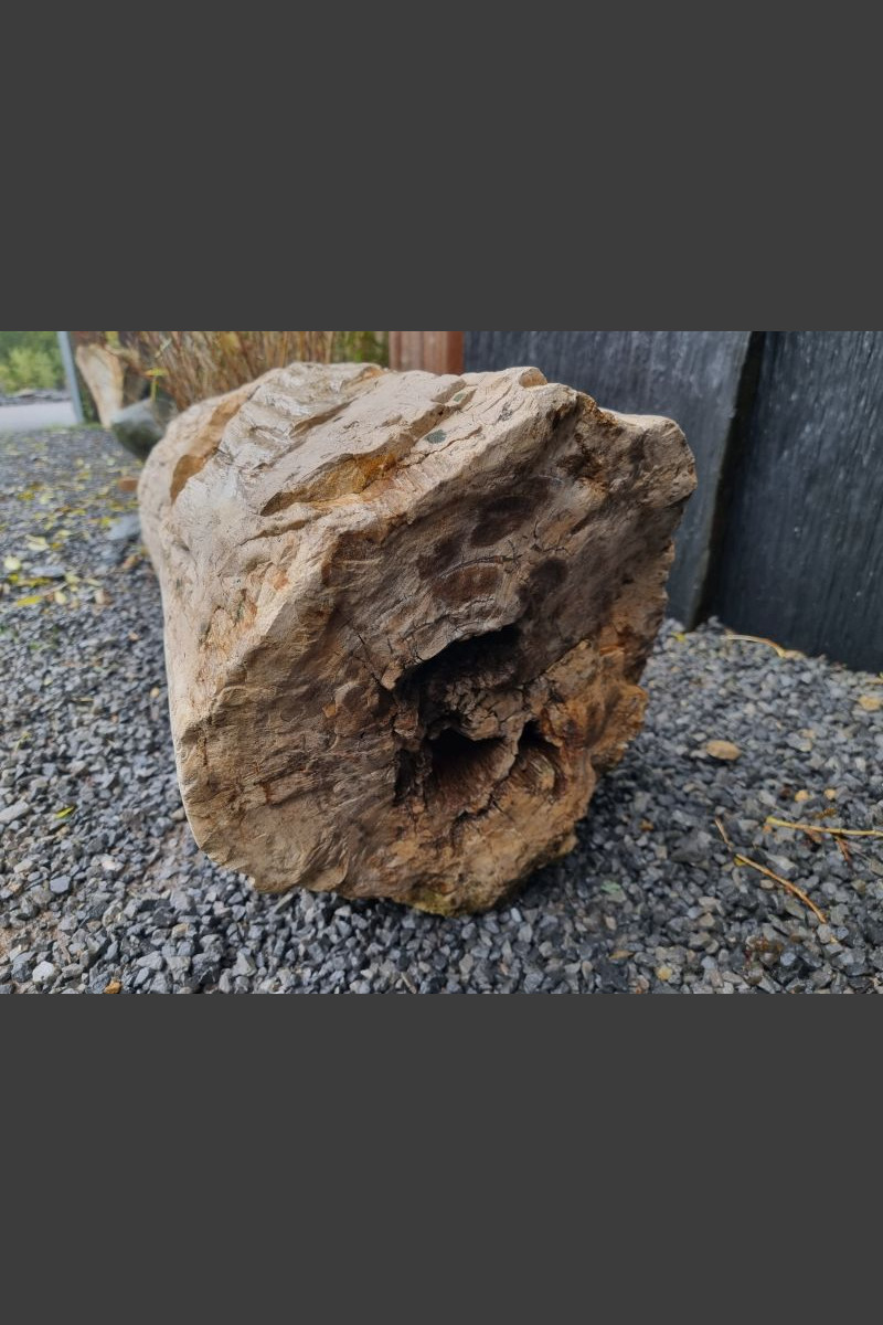 Monoliet versteend Hout 80cm - Monolithique